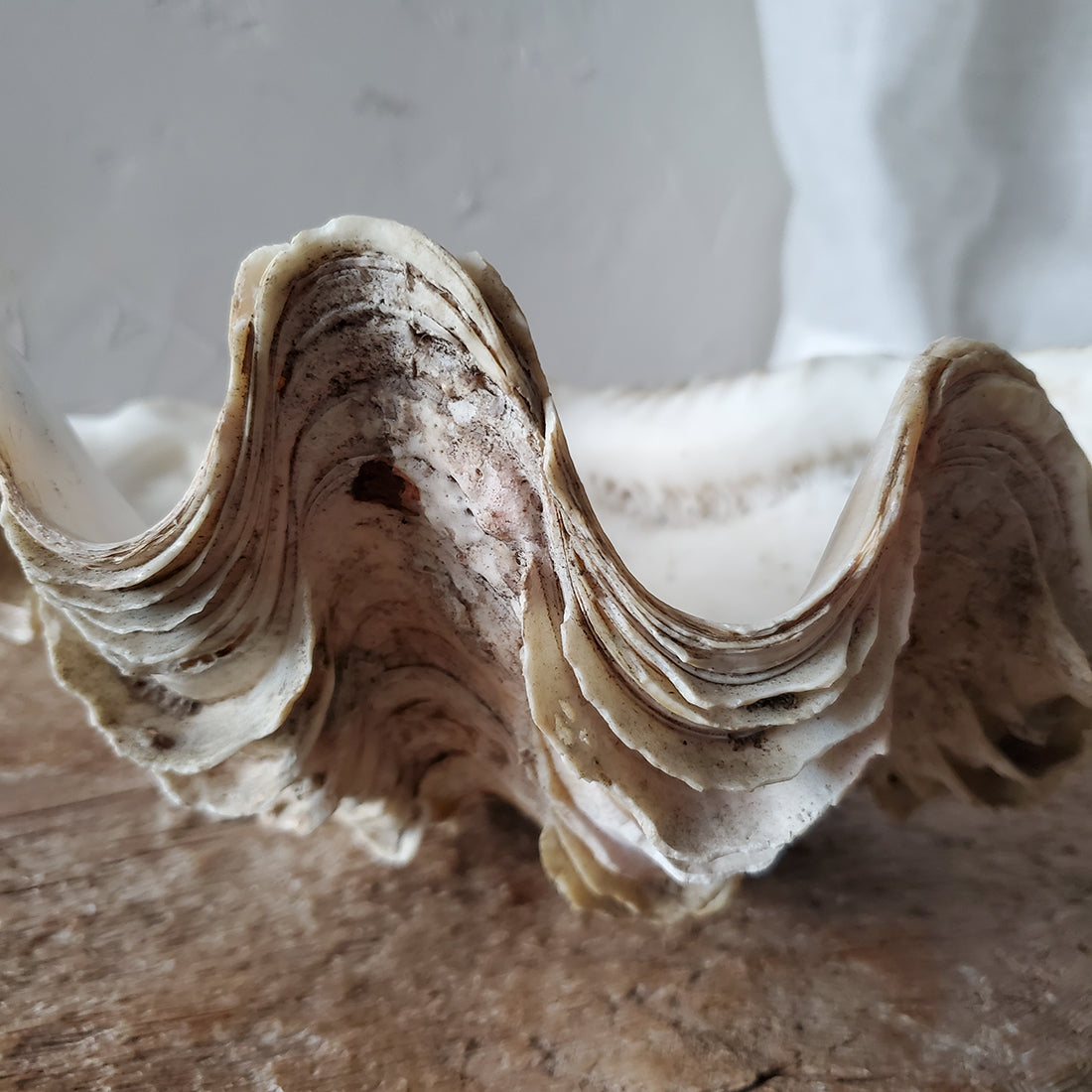 Large Clam Shell #1 – koa kaya
