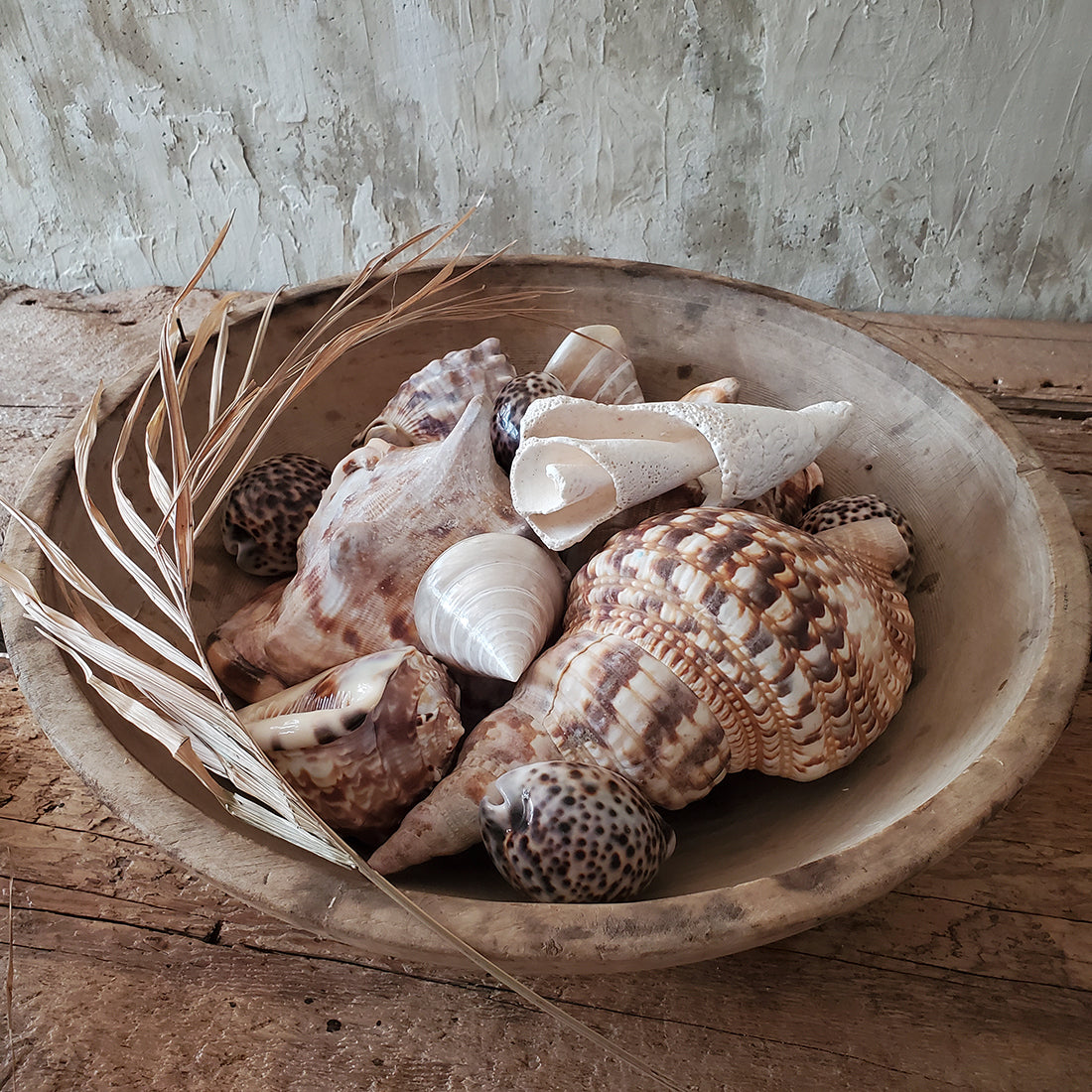 Seashell Bundle (11) – koa kaya