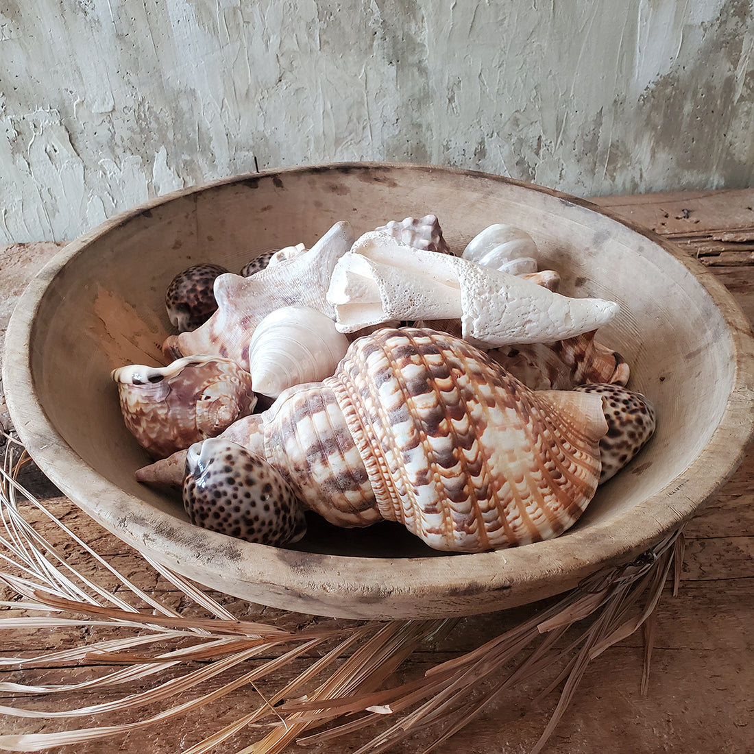 Seashell Bundle (11) – koa kaya