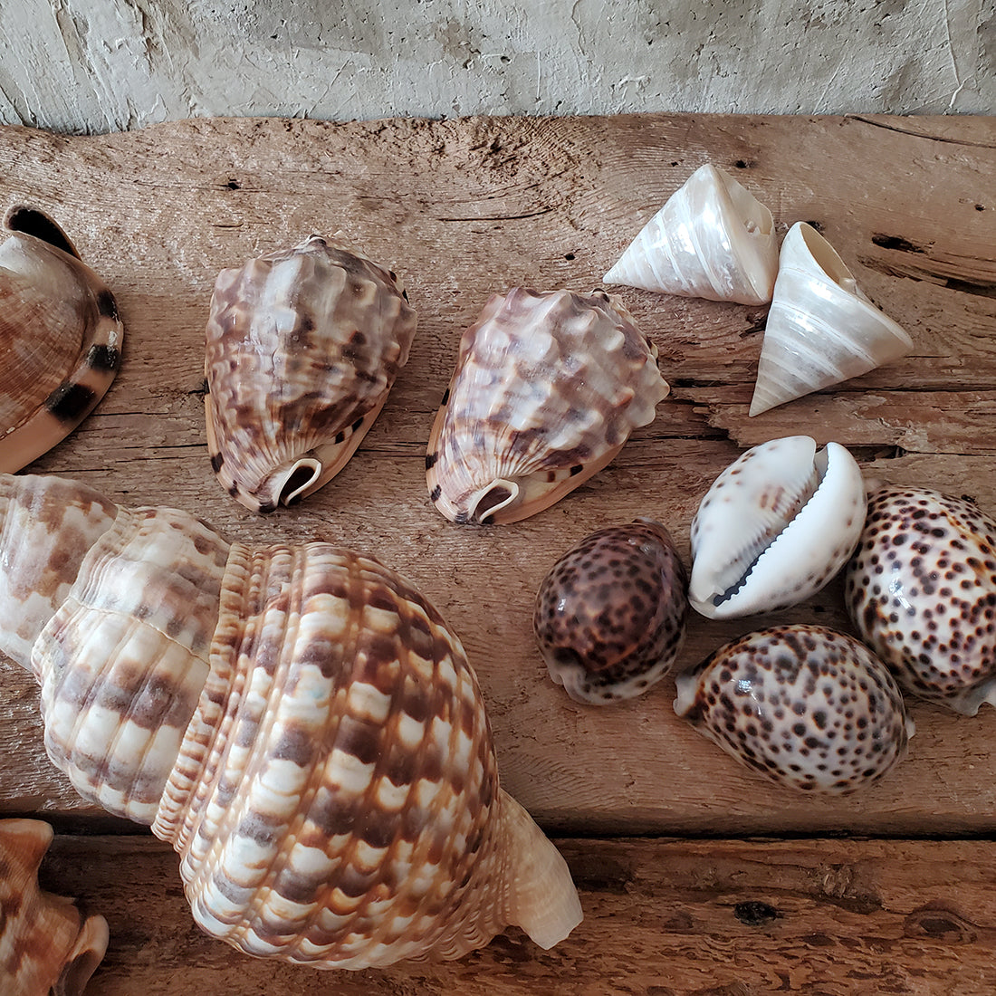 Seashell Bundle (11) – koa kaya